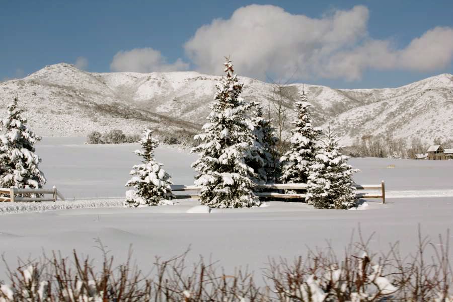 Aspen
